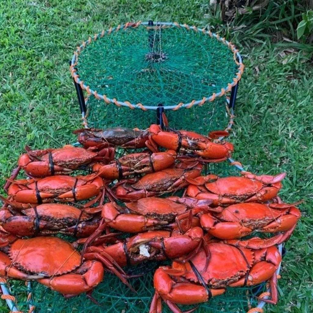 Ultimate Traveler 650 4 Funnels - 4 Packs – Ultimate Pro Crab Pots